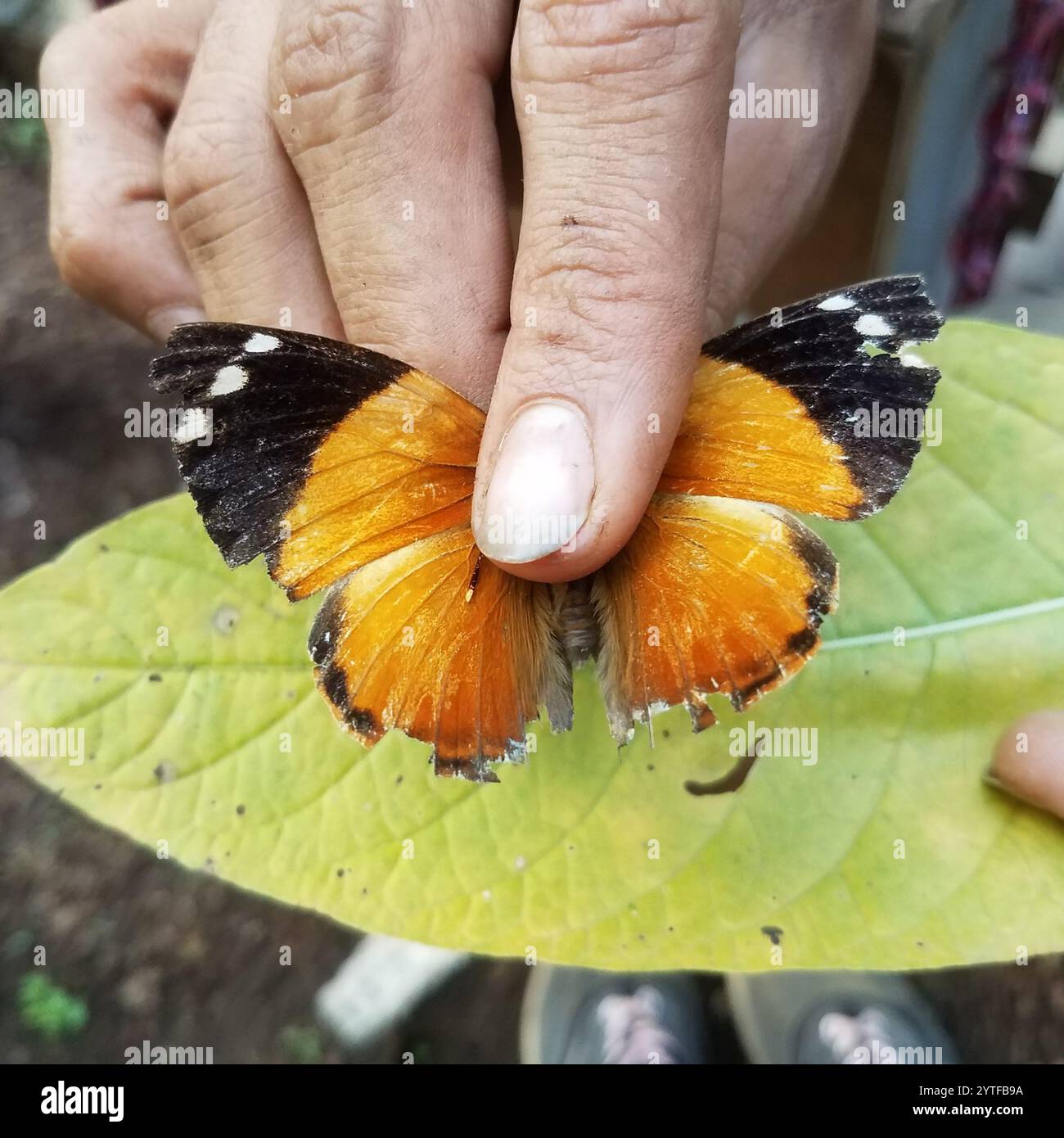 (Smyrna blomfildia datis Stock Photo - Alamy
