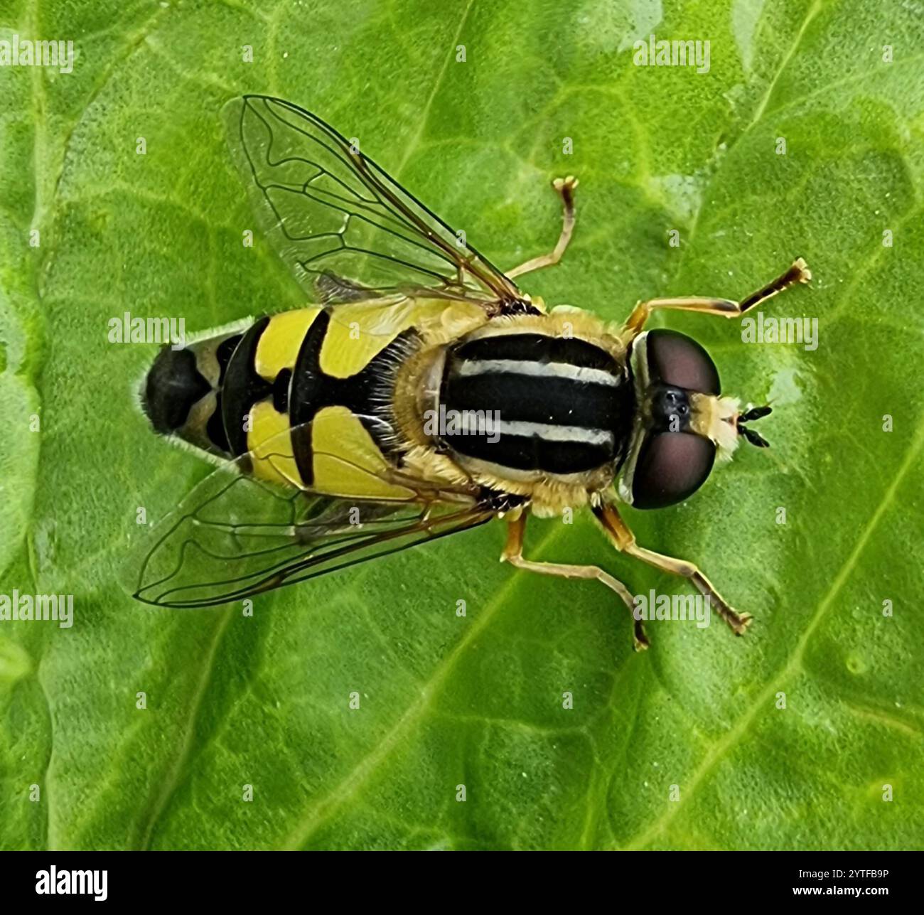 Trivittate Marsh Fly (Helophilus trivittatus Stock Photo - Alamy