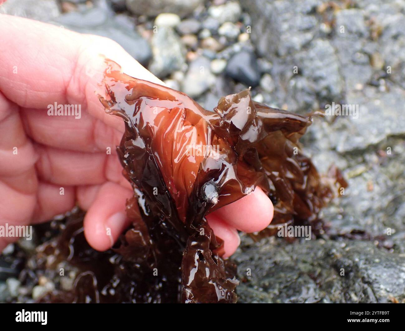 Pyropia hi-res stock photography and images - Alamy