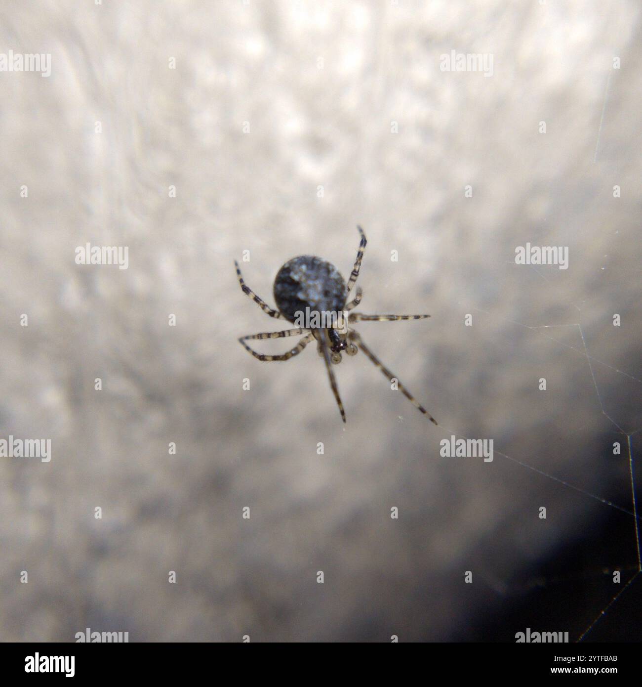 Typical Cobweb Spiders (Theridion Stock Photo - Alamy