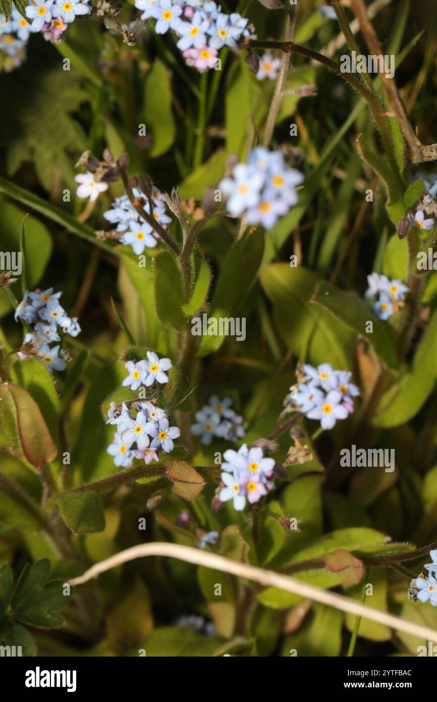 Wood Forget-me-not (Myosotis sylvatica Stock Photo - Alamy