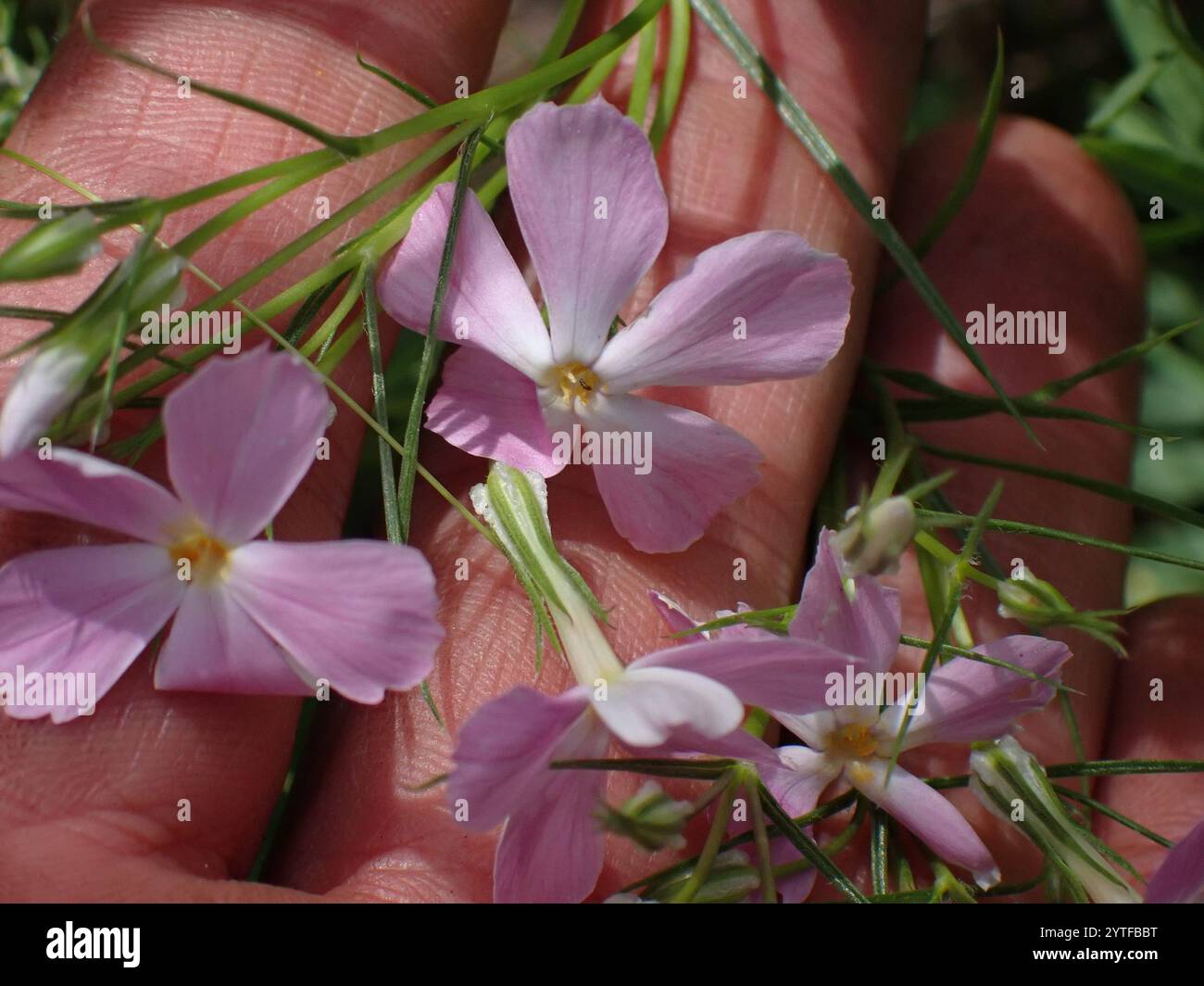 Longleaf Phlox (Phlox longifolia Stock Photo - Alamy