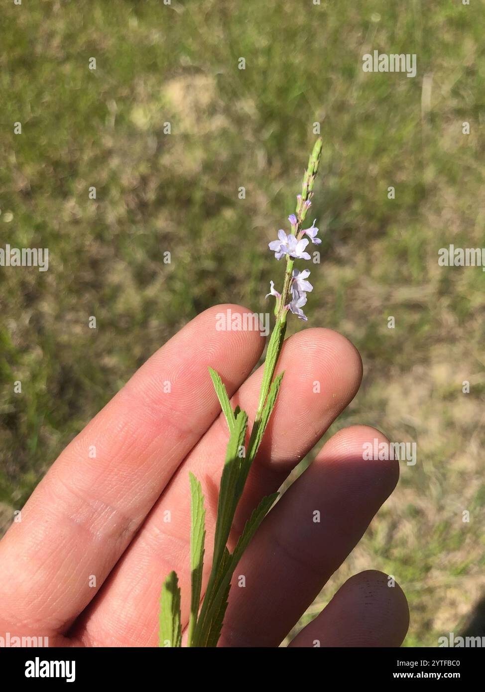 Narrowleaf Vervain (Verbena simplex Stock Photo - Alamy