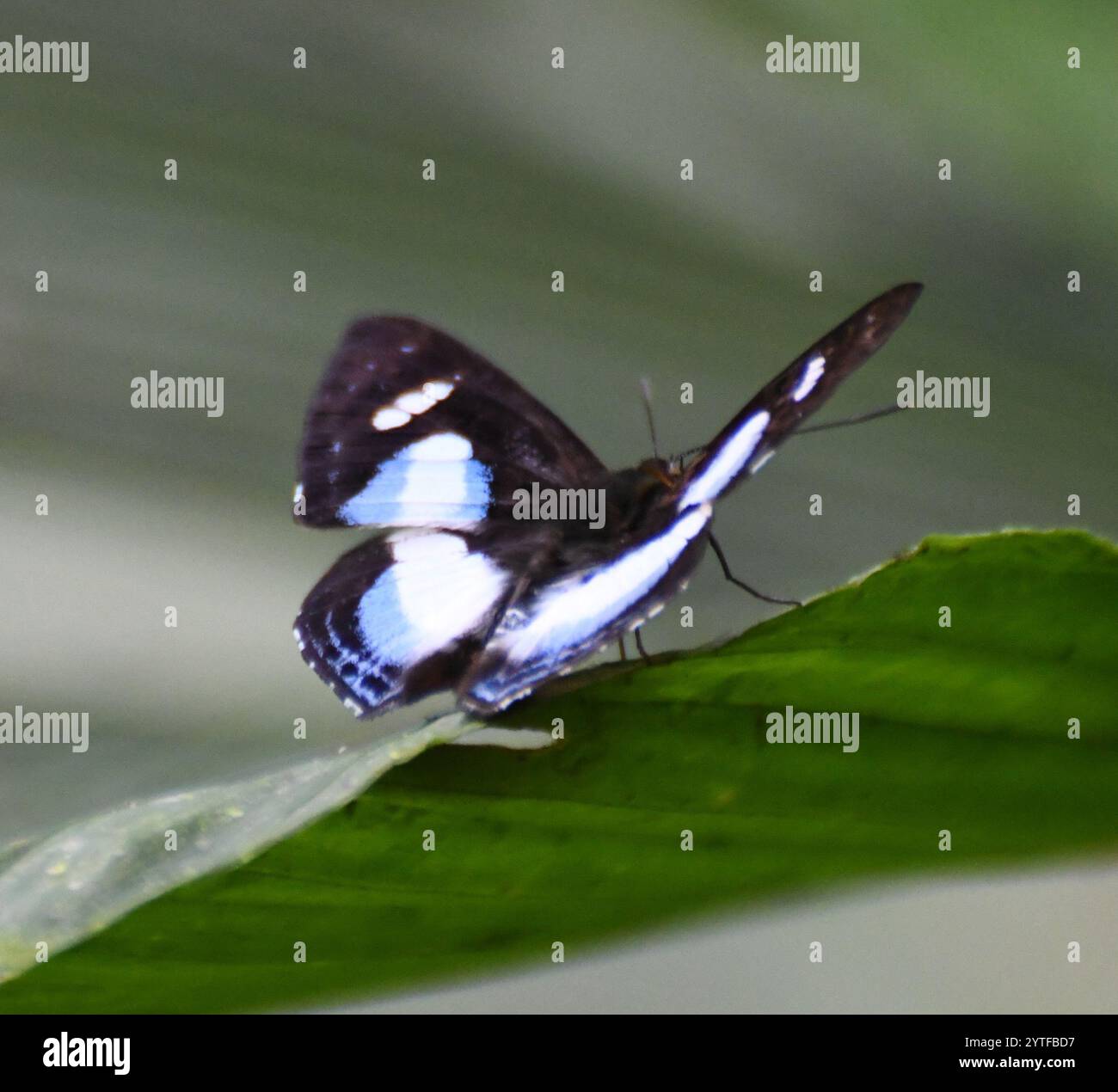 Irenea metalmark hi-res stock photography and images - Alamy