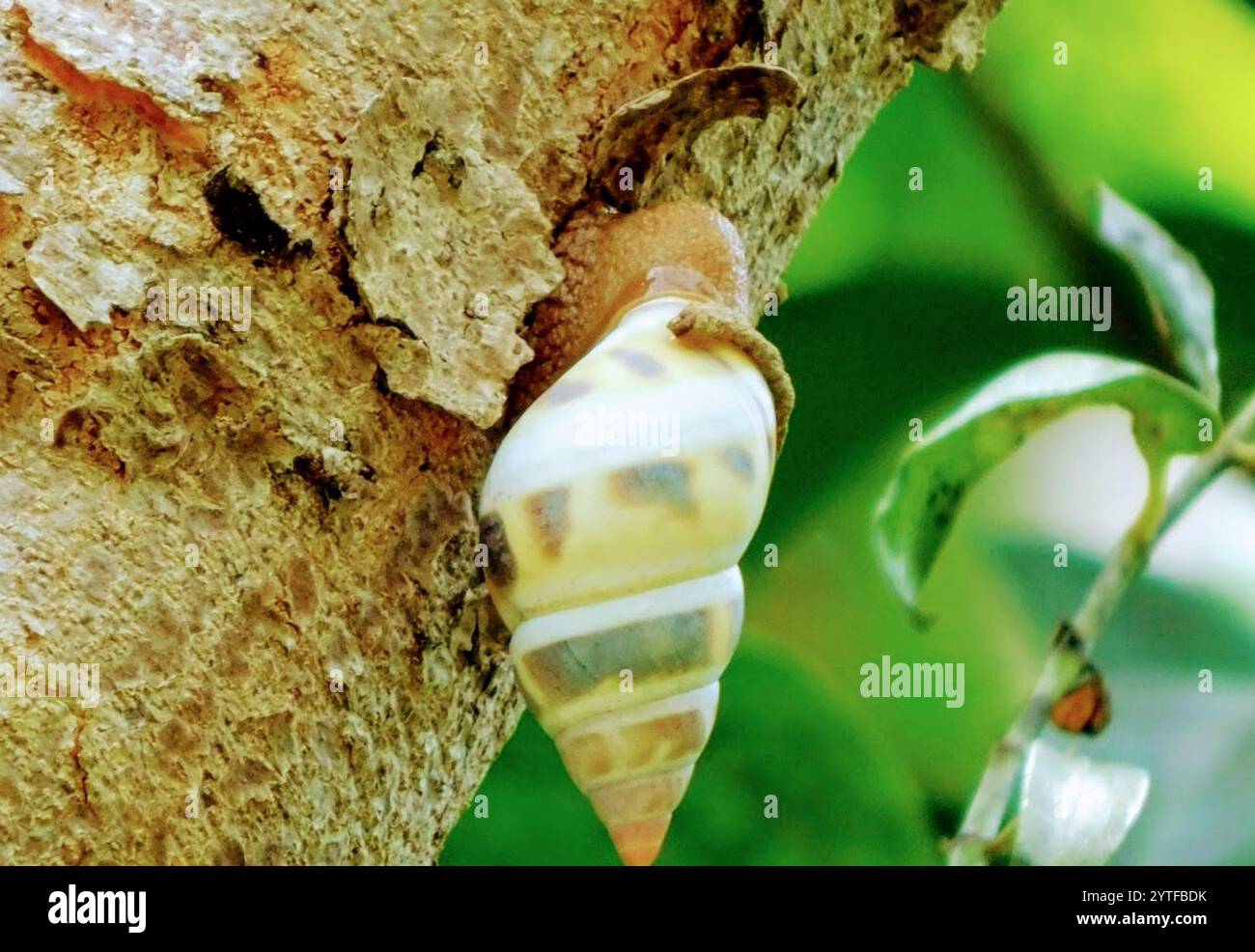 Banded Tree Snail (Orthalicus floridensis Stock Photo - Alamy
