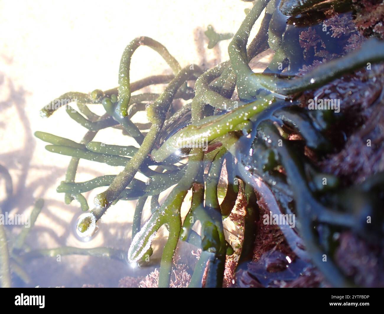 Codiums hi-res stock photography and images - Alamy