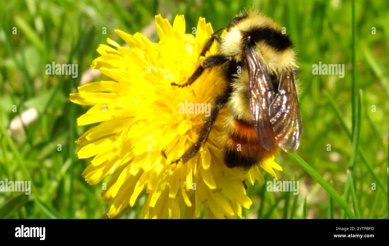 Bombus centralis hi-res stock photography and images - Alamy