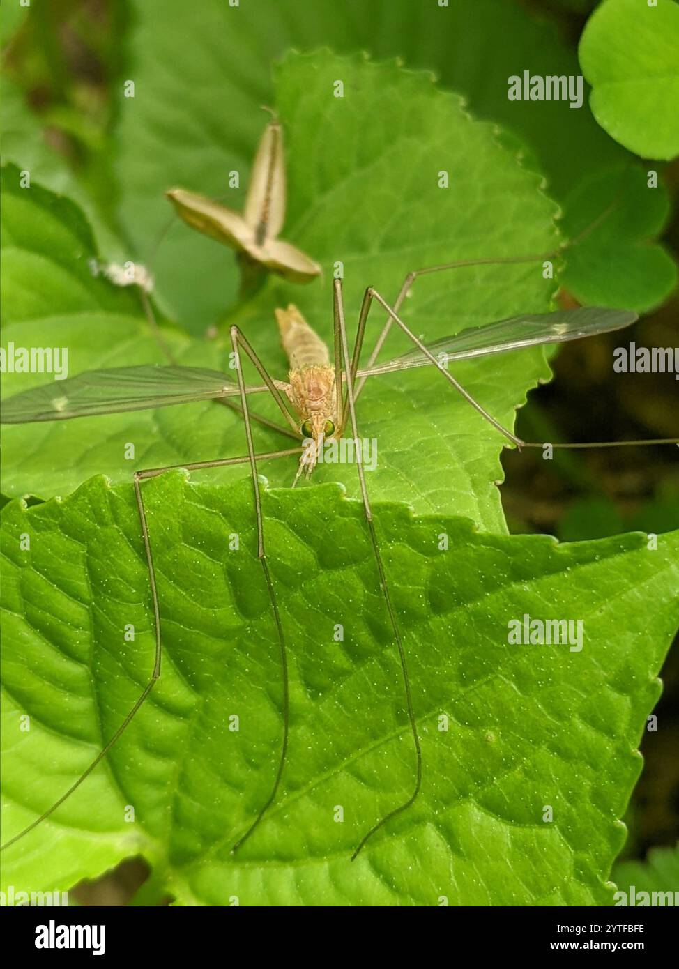 Crane Flies (Tipulomorpha Stock Photo - Alamy