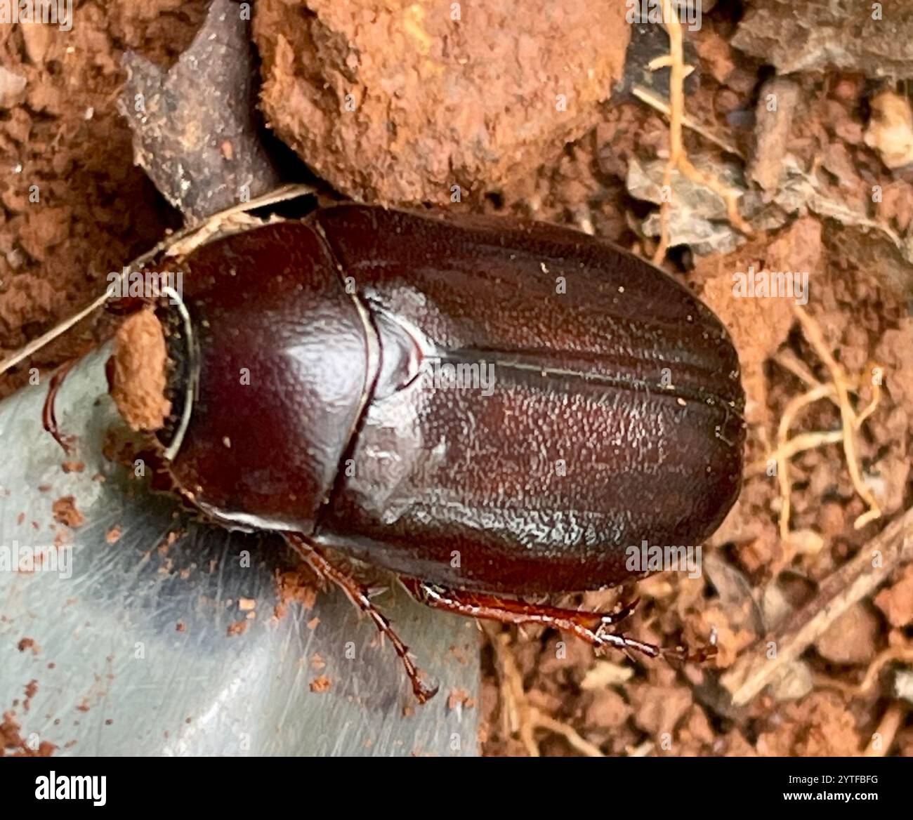May Beetles (Phyllophaga Stock Photo - Alamy
