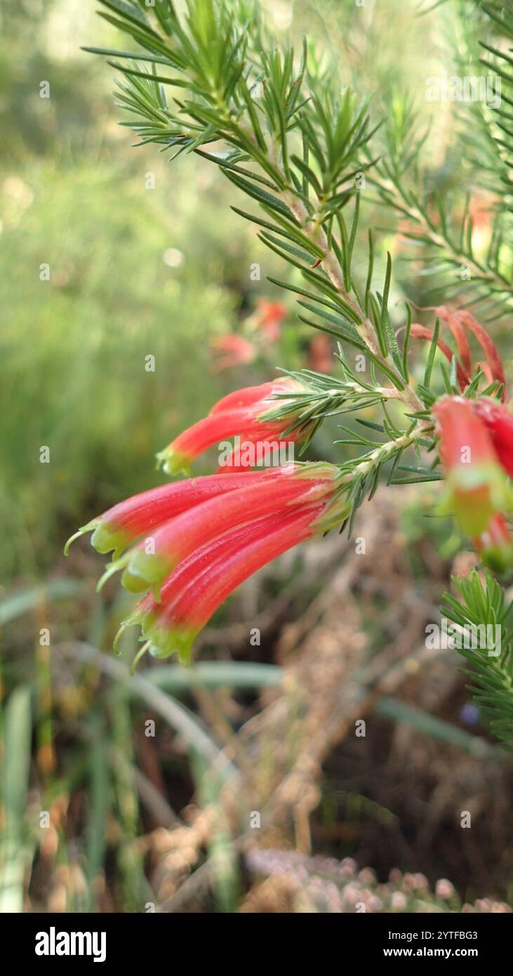 George Onecolour Heath (Erica unicolor georgensis Stock Photo - Alamy