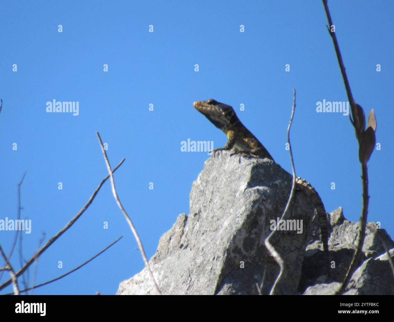 Western Cape Crag Lizard (Pseudocordylus microlepidotus microlepidotus ...