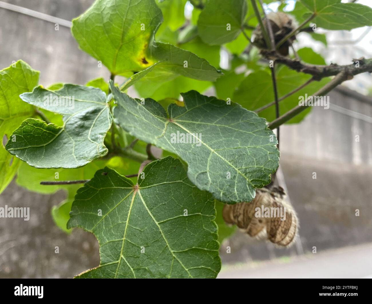Taiwan cotton rose (Hibiscus taiwanensis Stock Photo - Alamy