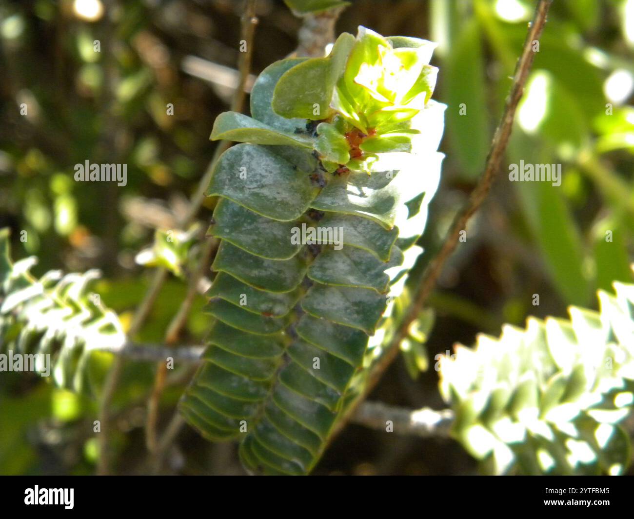 Salter (Saltera sarcocolla Stock Photo - Alamy