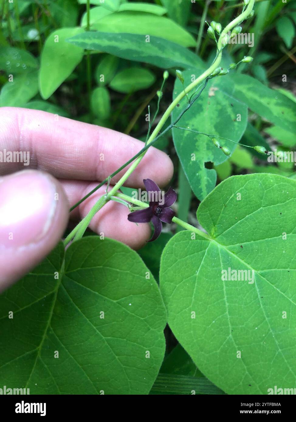 Carolina climbing-milkweed (Matelea carolinensis Stock Photo - Alamy