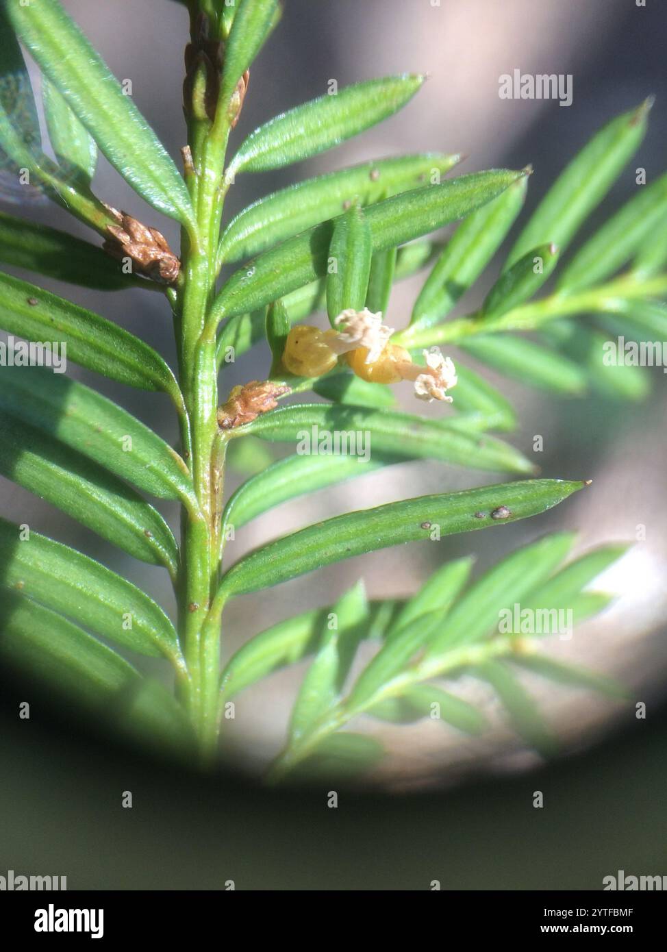 Canada yew (Taxus canadensis Stock Photo - Alamy