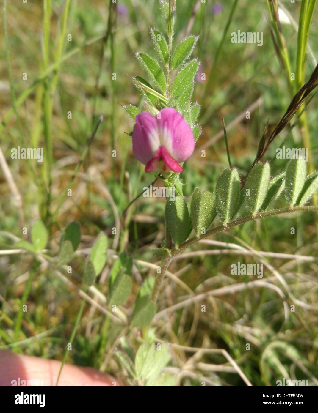 Common Vetch (Vicia sativa Stock Photo - Alamy