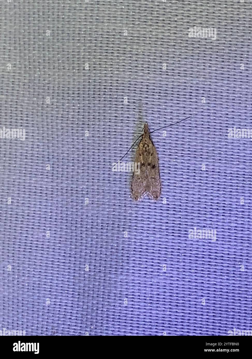 Many-spotted Dichomeris Moth (Dichomeris punctipennella Stock Photo - Alamy