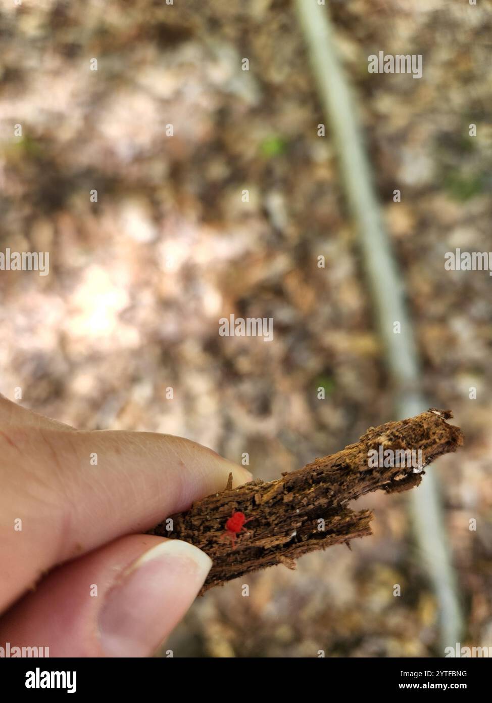 Trombidiform hi-res stock photography and images - Alamy