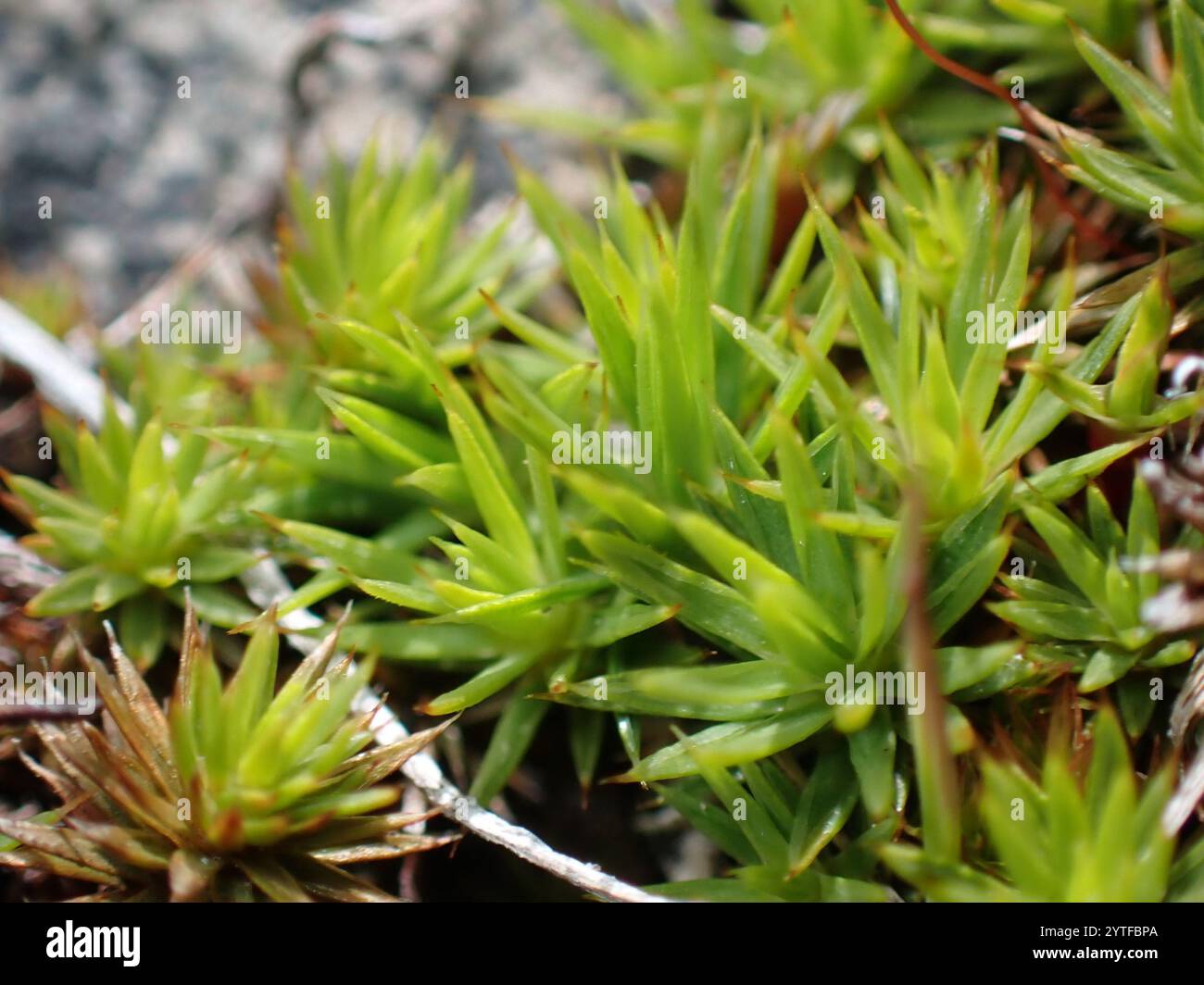 juniper haircap moss (Polytrichum juniperinum Stock Photo - Alamy