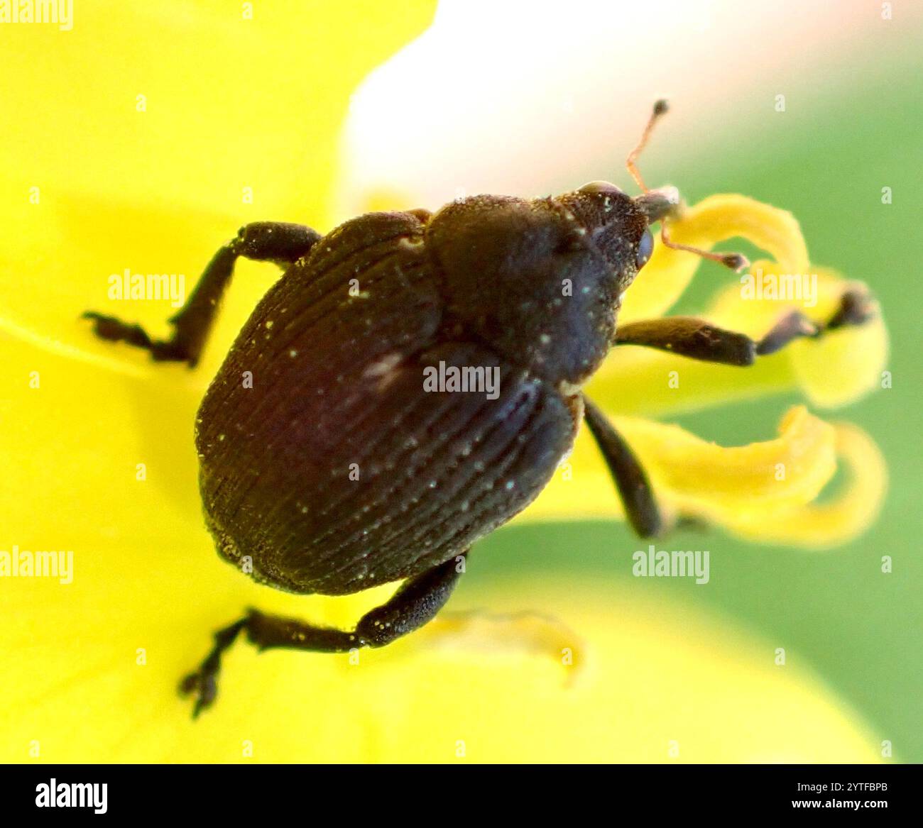 Iris weevil (Mononychus punctumalbum Stock Photo - Alamy