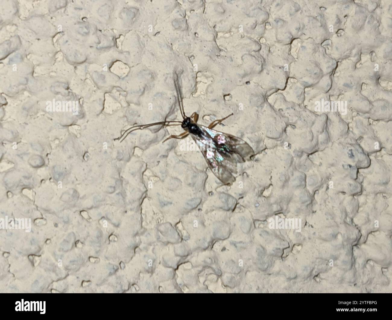 Ichneumonid and Braconid Wasps (Ichneumonoidea Stock Photo - Alamy