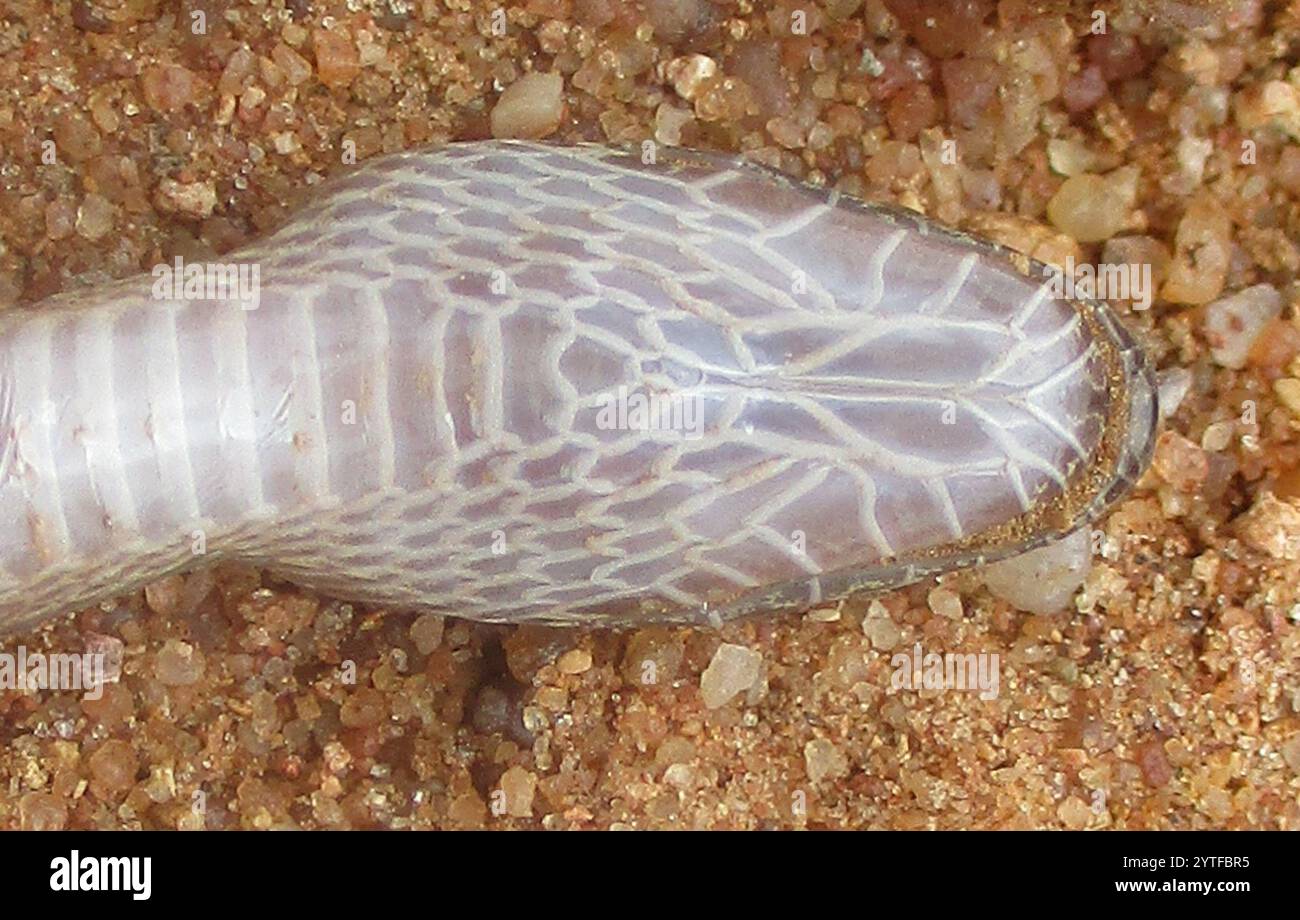 Cape House Snake (Boaedon capensis Stock Photo - Alamy