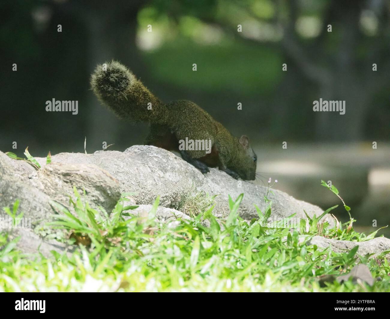 Taiwan Squirrel (Callosciurus erythraeus thaiwanensis Stock Photo - Alamy