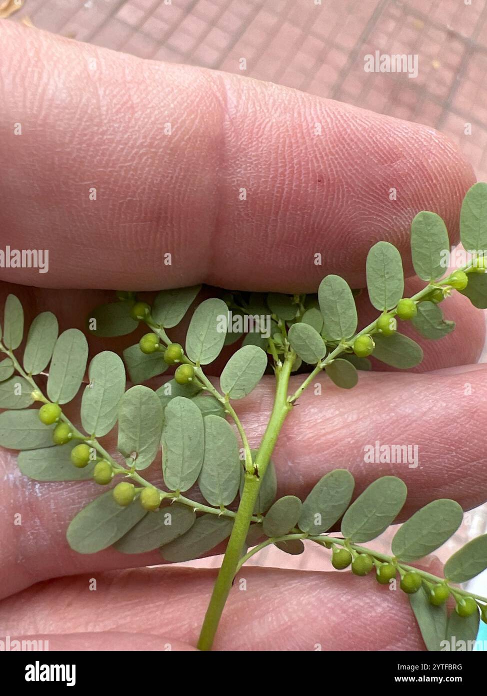 Gale of the Wind (Phyllanthus amarus Stock Photo - Alamy