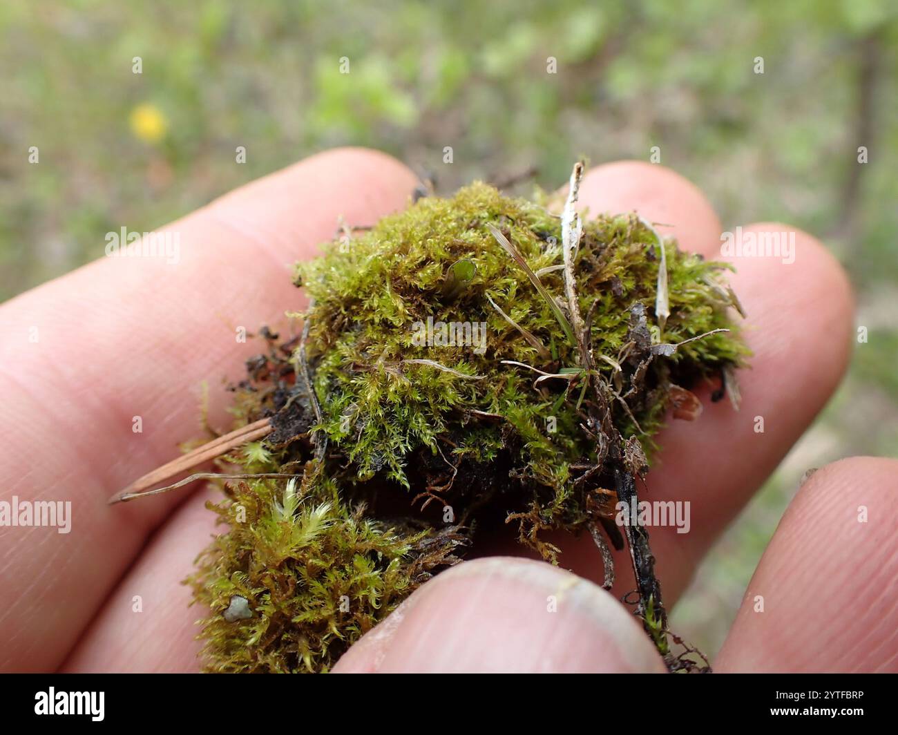 Kneiff's hook-moss (Drepanocladus aduncus Stock Photo - Alamy