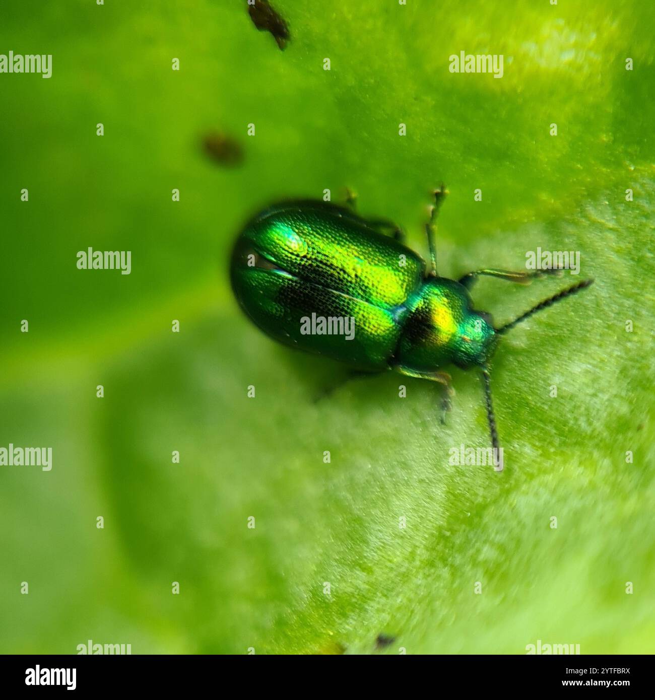 Green Dock Beetle (Gastrophysa viridula Stock Photo - Alamy