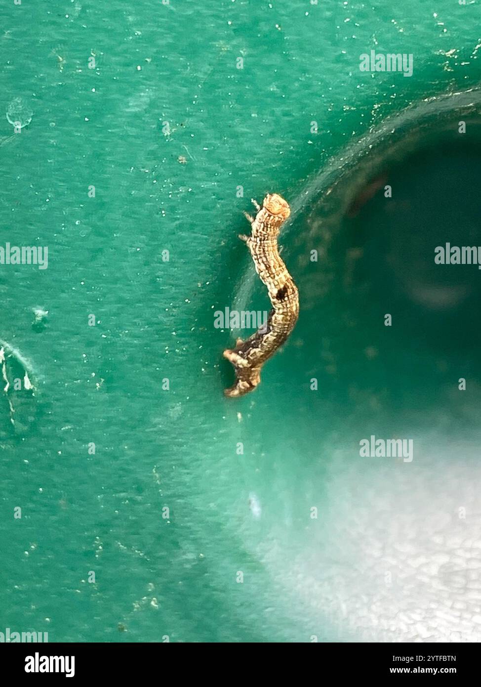 Small Engrailed (Ectropis crepuscularia Stock Photo - Alamy