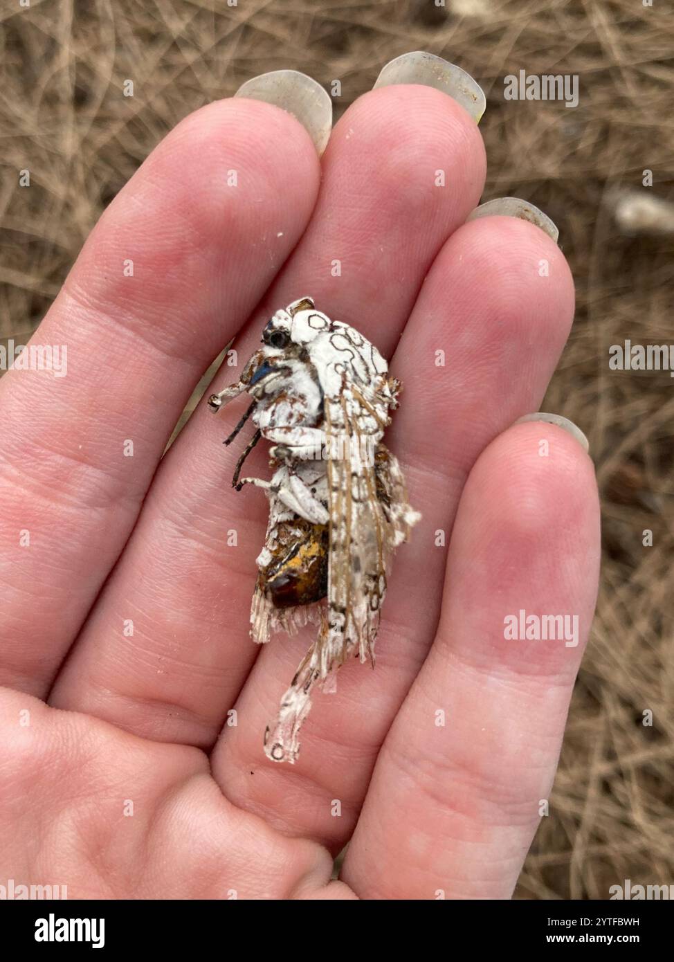 Giant Leopard Moth (Hypercompe scribonia Stock Photo - Alamy