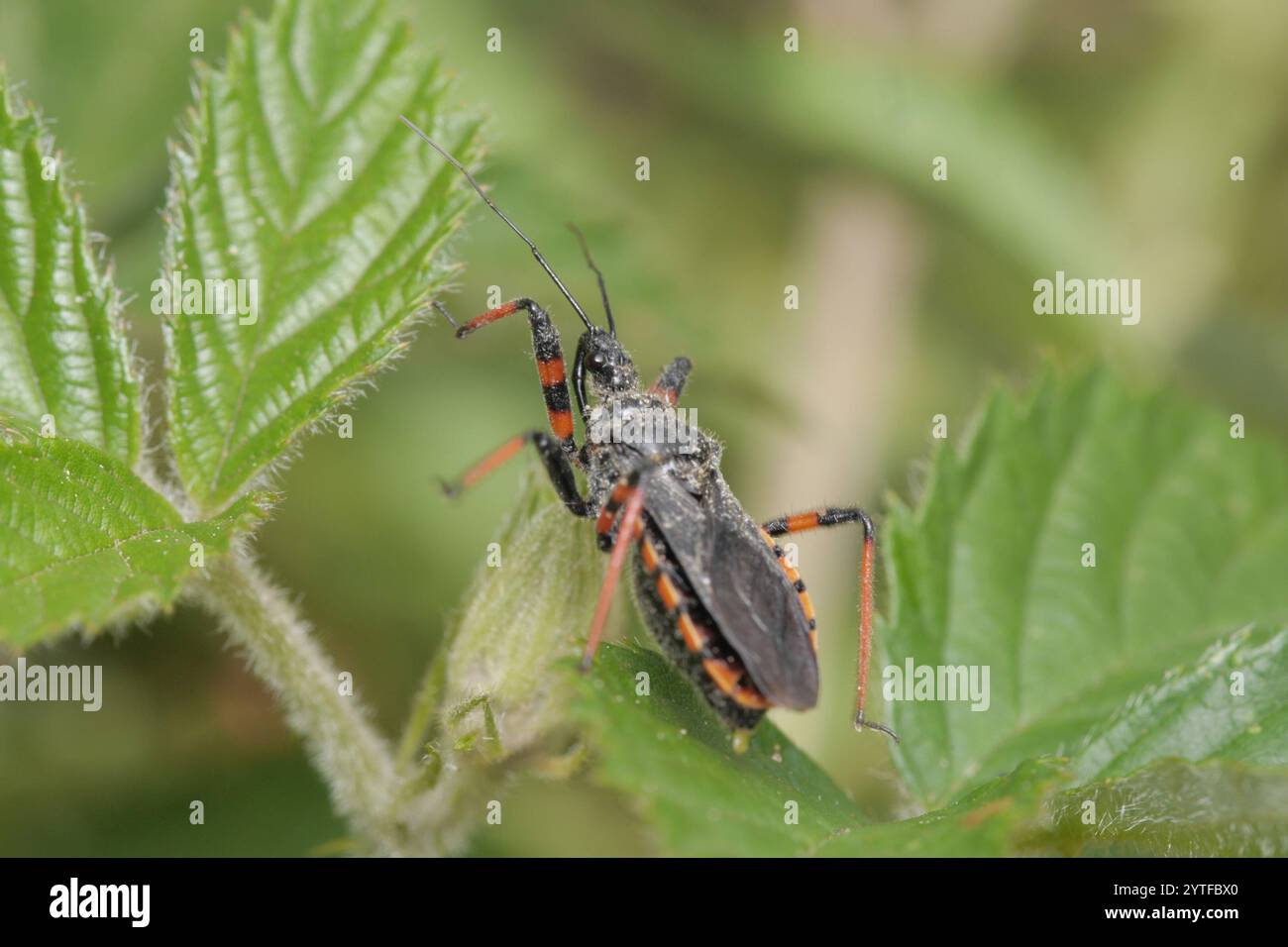 Rhynocoris annulatus hi-res stock photography and images - Alamy