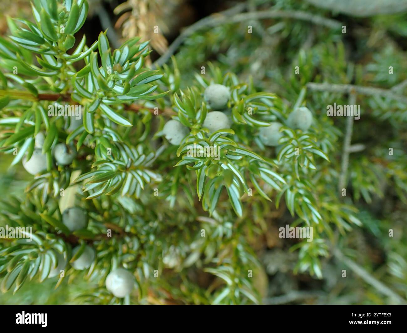 common juniper (Juniperus communis Stock Photo - Alamy