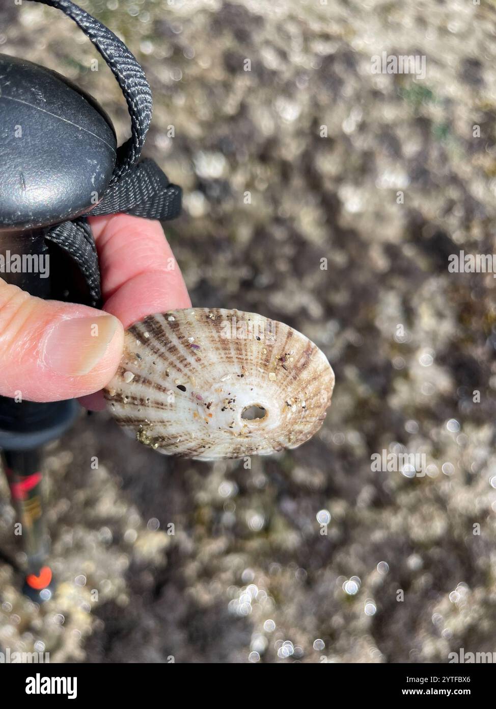 Diodora hi-res stock photography and images - Alamy