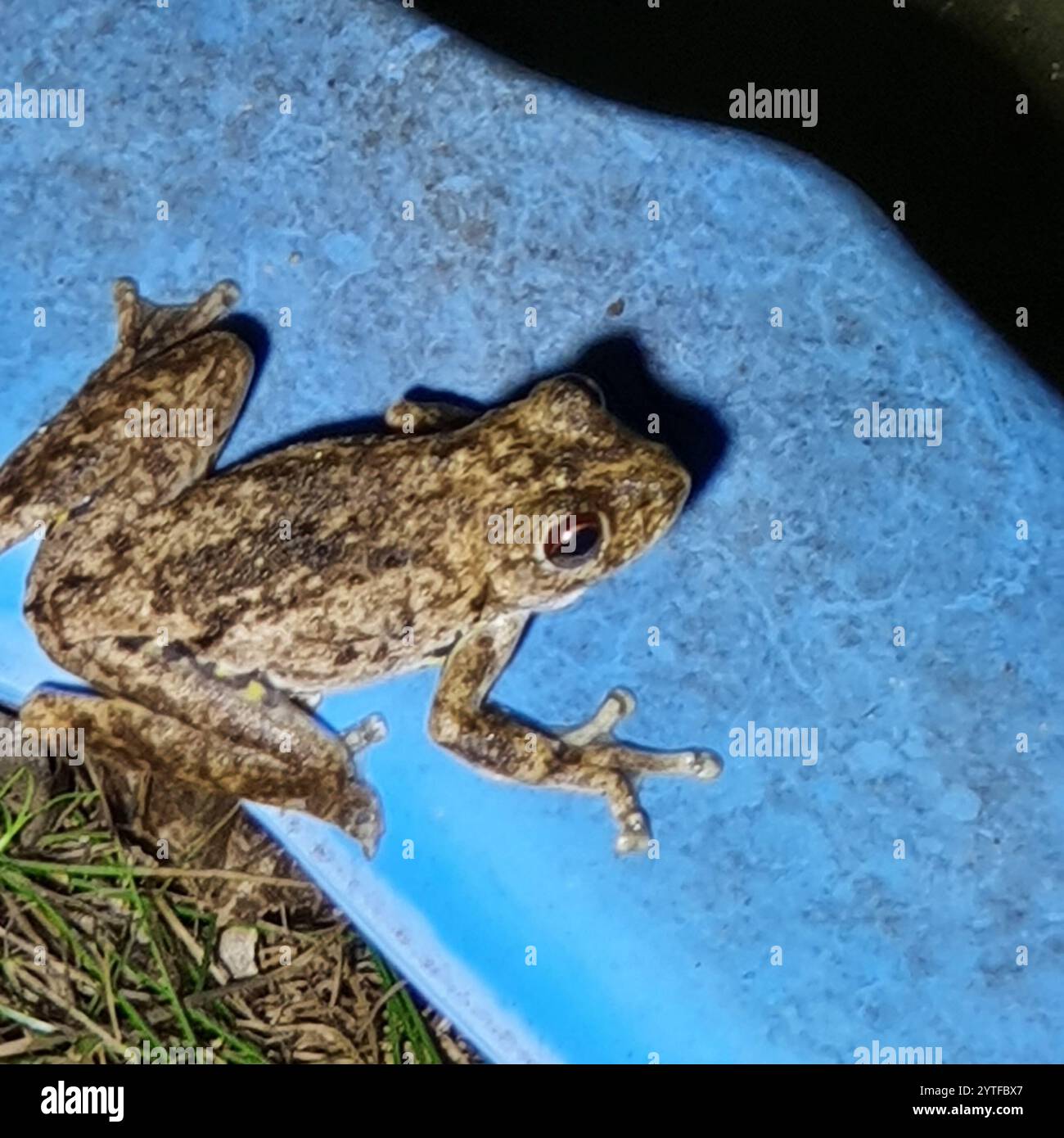 Northern Laughing Tree Frog (Litoria rothii Stock Photo - Alamy