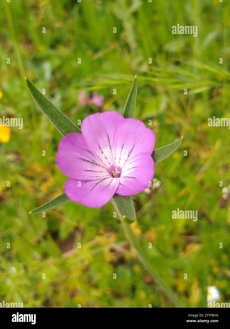 corn cockle (Agrostemma githago Stock Photo - Alamy