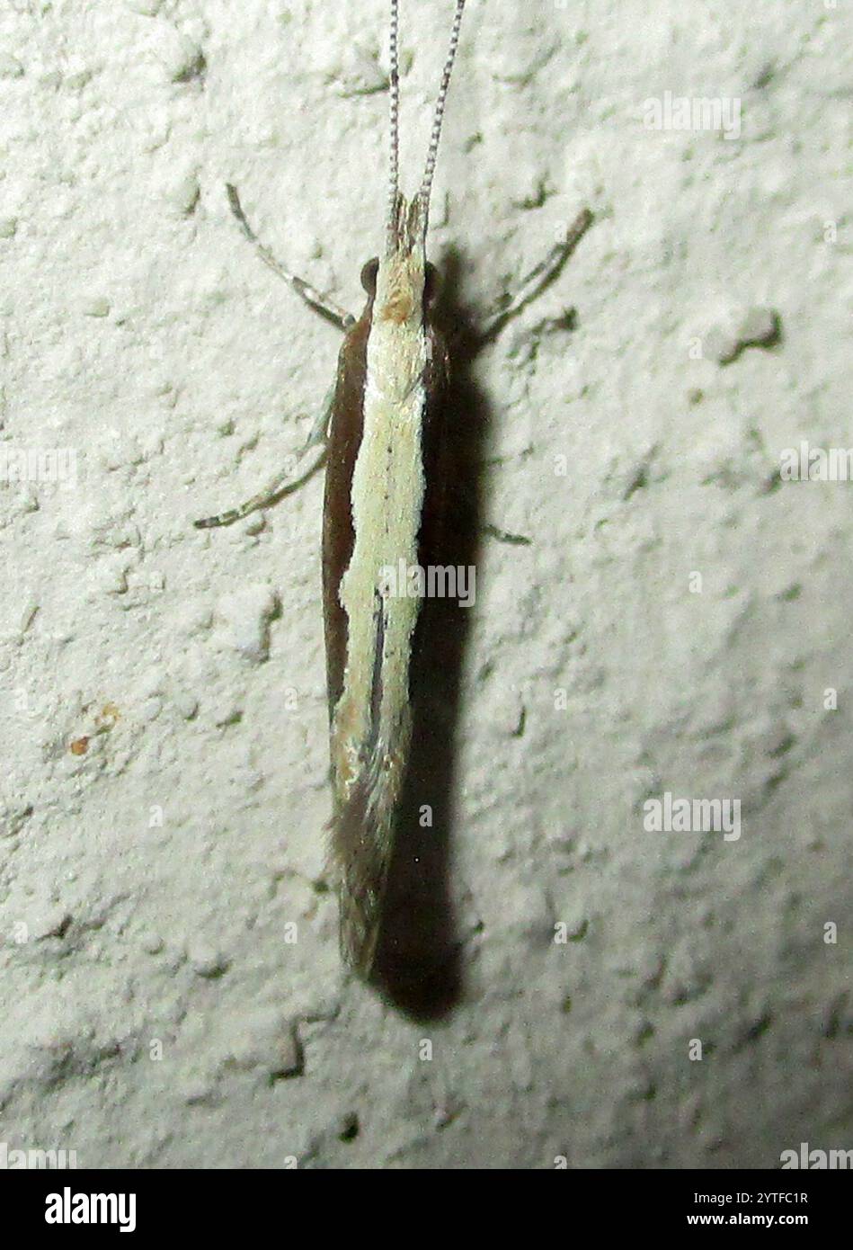 Diamondback Moth (Plutella xylostella Stock Photo - Alamy