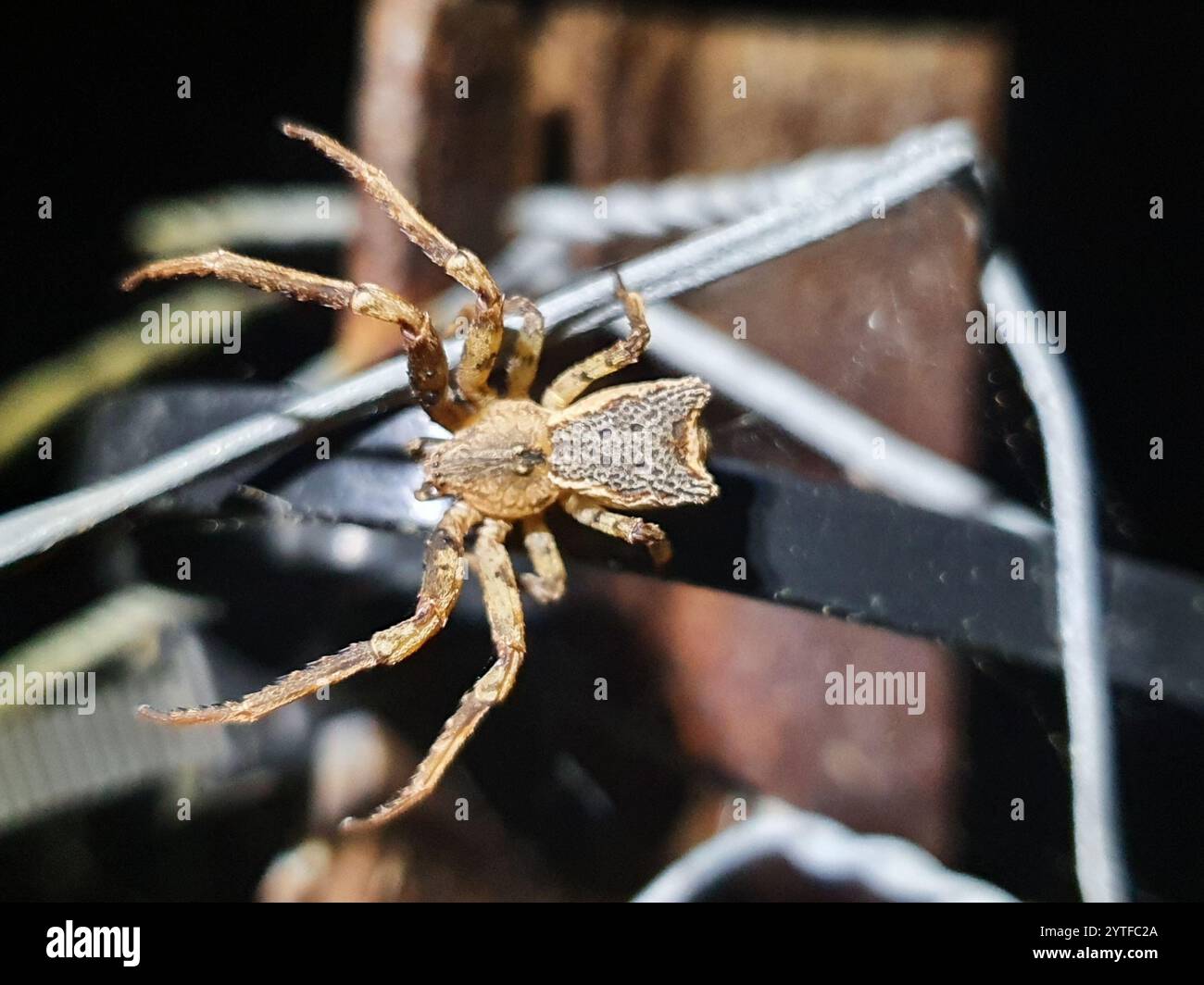 Square-ended Crab Spider (Sidymella angularis Stock Photo - Alamy