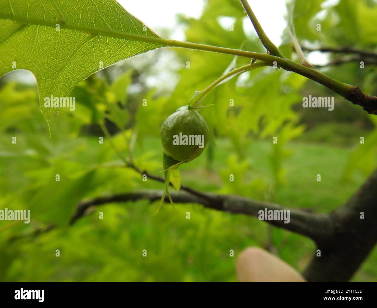 Succulent Oak Gall Wasp (Dryocosmus quercuspalustris Stock Photo - Alamy