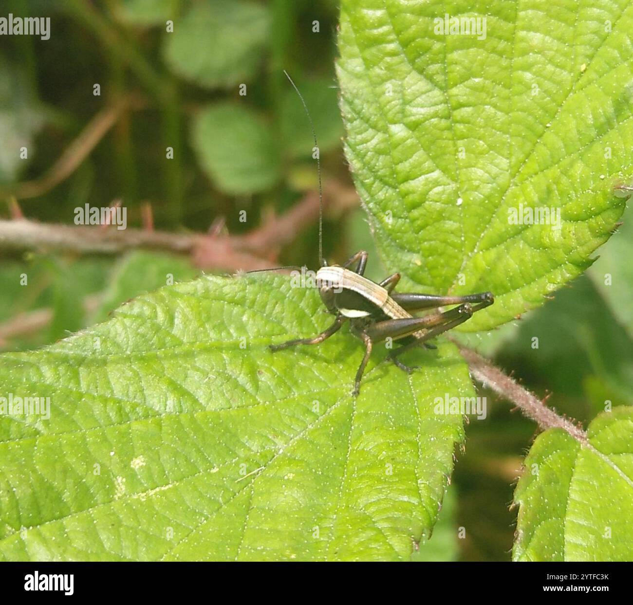 Shieldback hi-res stock photography and images - Alamy