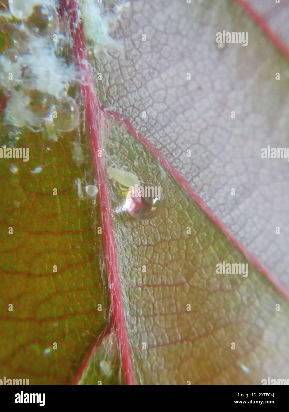 Woolly Beech Aphid (Phyllaphis fagi Stock Photo - Alamy