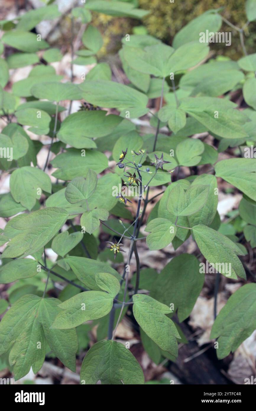 early blue cohosh (Caulophyllum giganteum Stock Photo - Alamy