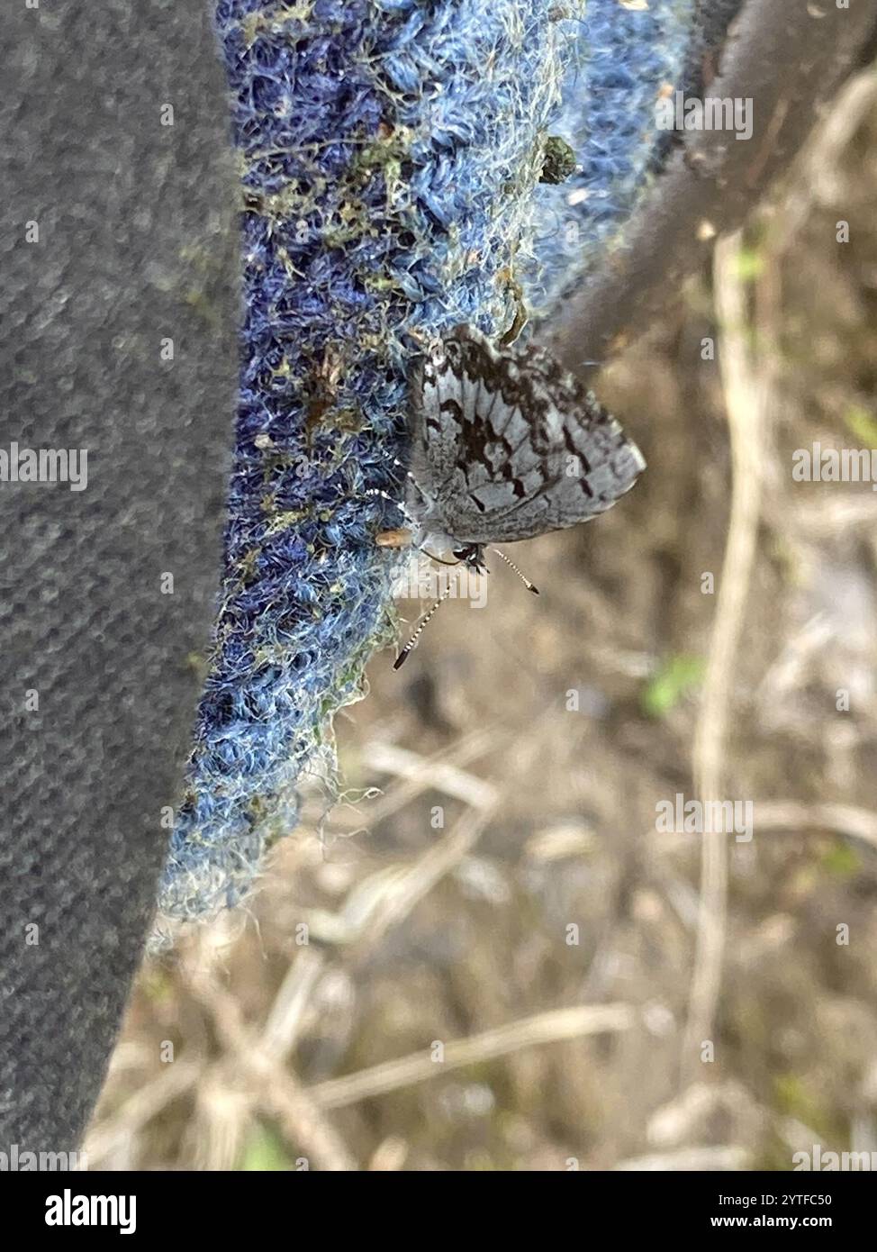 Northern Azure (Celastrina lucia Stock Photo - Alamy