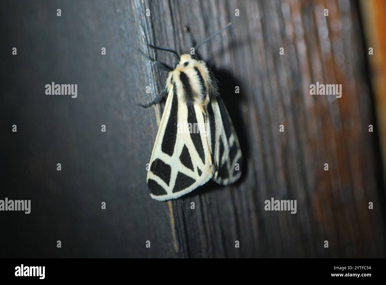 Harnessed Tiger Moth (Apantesis phalerata Stock Photo - Alamy