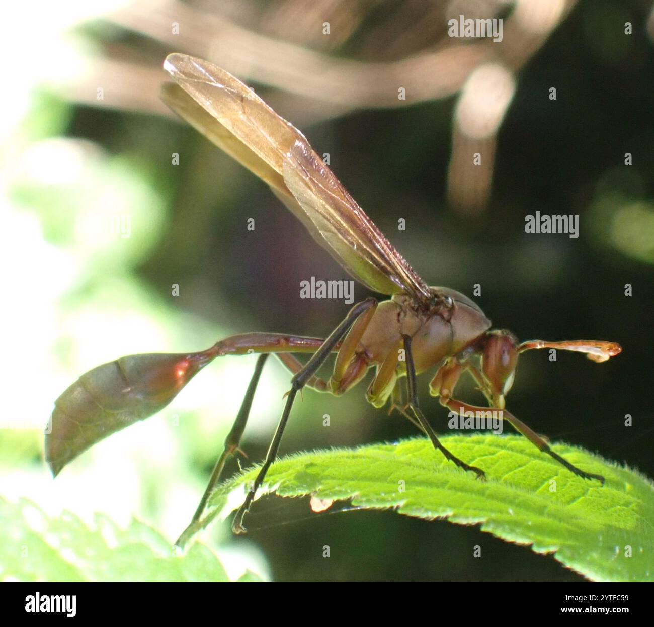 Needle-waisted Paper Wasps (Belonogaster Stock Photo - Alamy