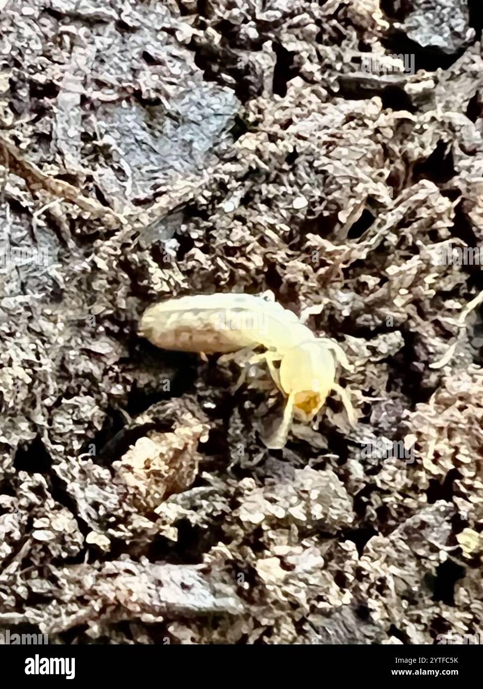 Eastern Subterranean Termite (Reticulitermes flavipes Stock Photo - Alamy
