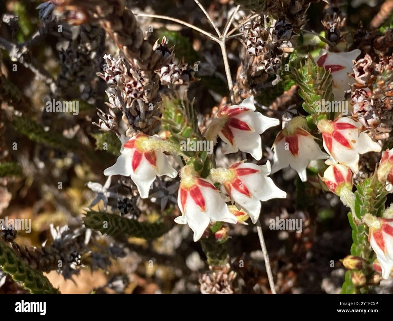 Himalayan heather (Cassiope fastigiata Stock Photo - Alamy