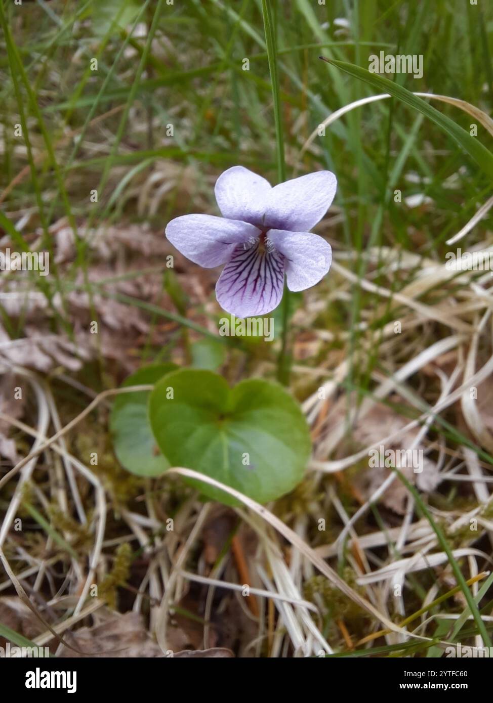 alpine marsh violet (Viola palustris Stock Photo - Alamy