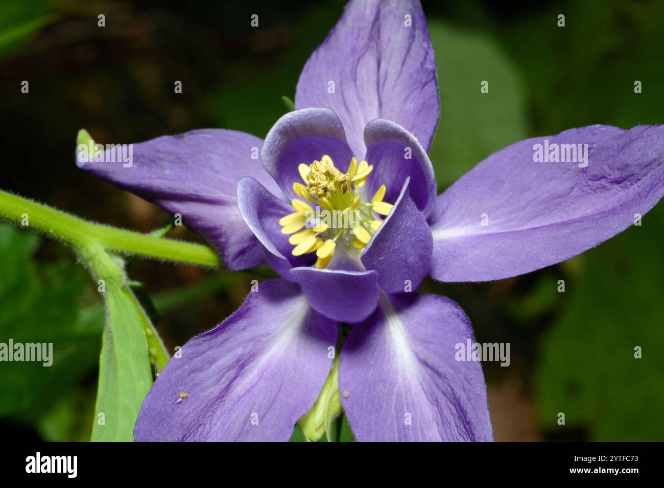 common columbine (Aquilegia vulgaris Stock Photo - Alamy